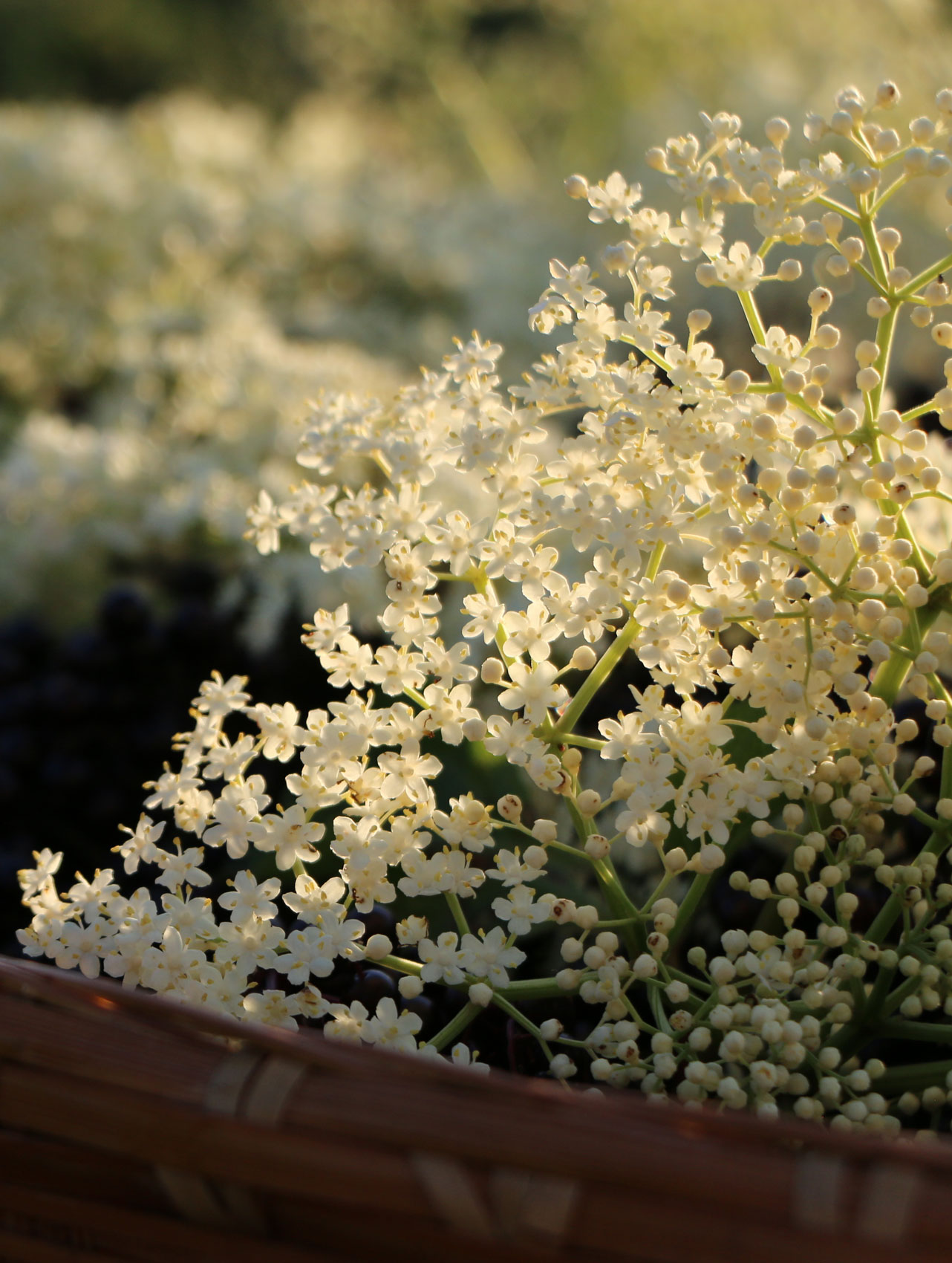 Fiorente | Italian Elderflower Liqueur